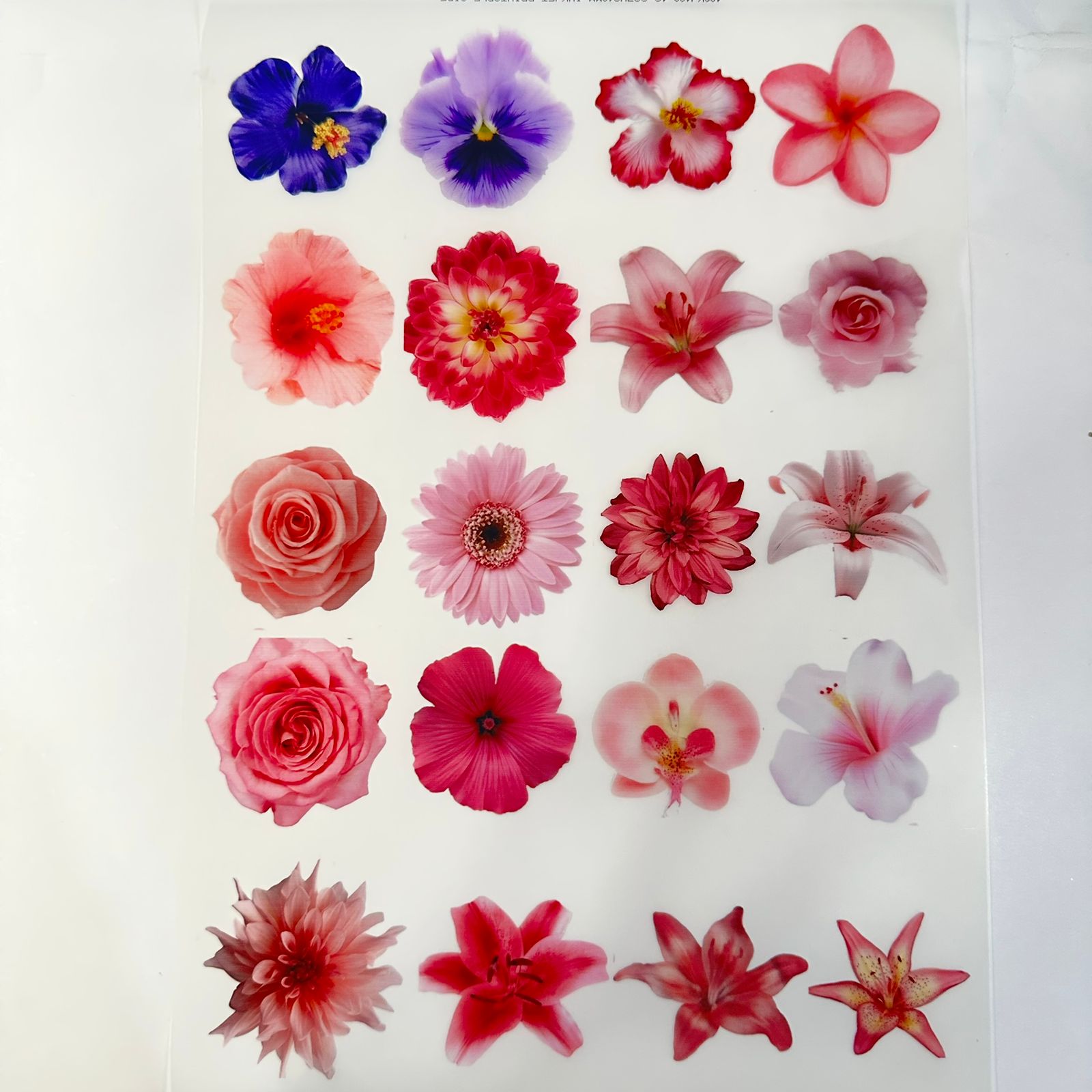 Flower insert sheet 007